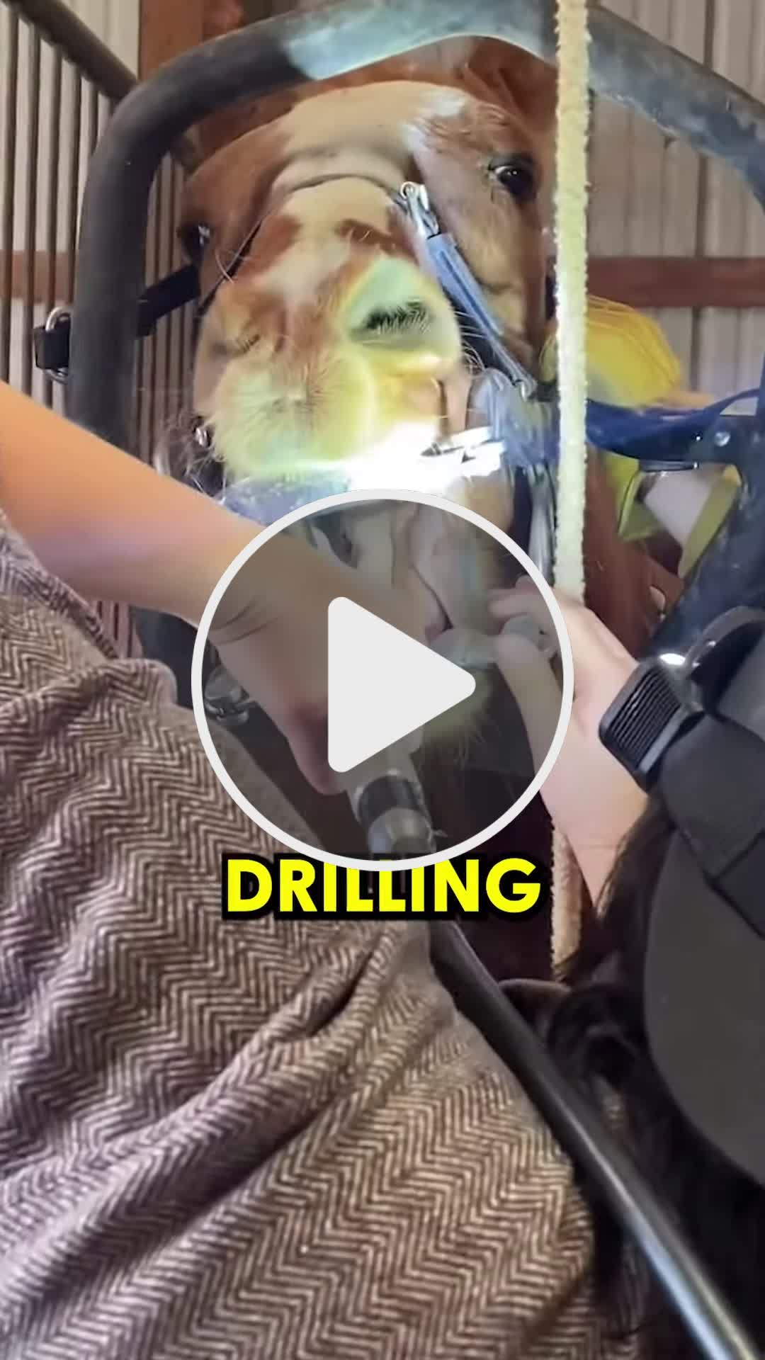 How Horse Teeth Are Removed - NewsBreak