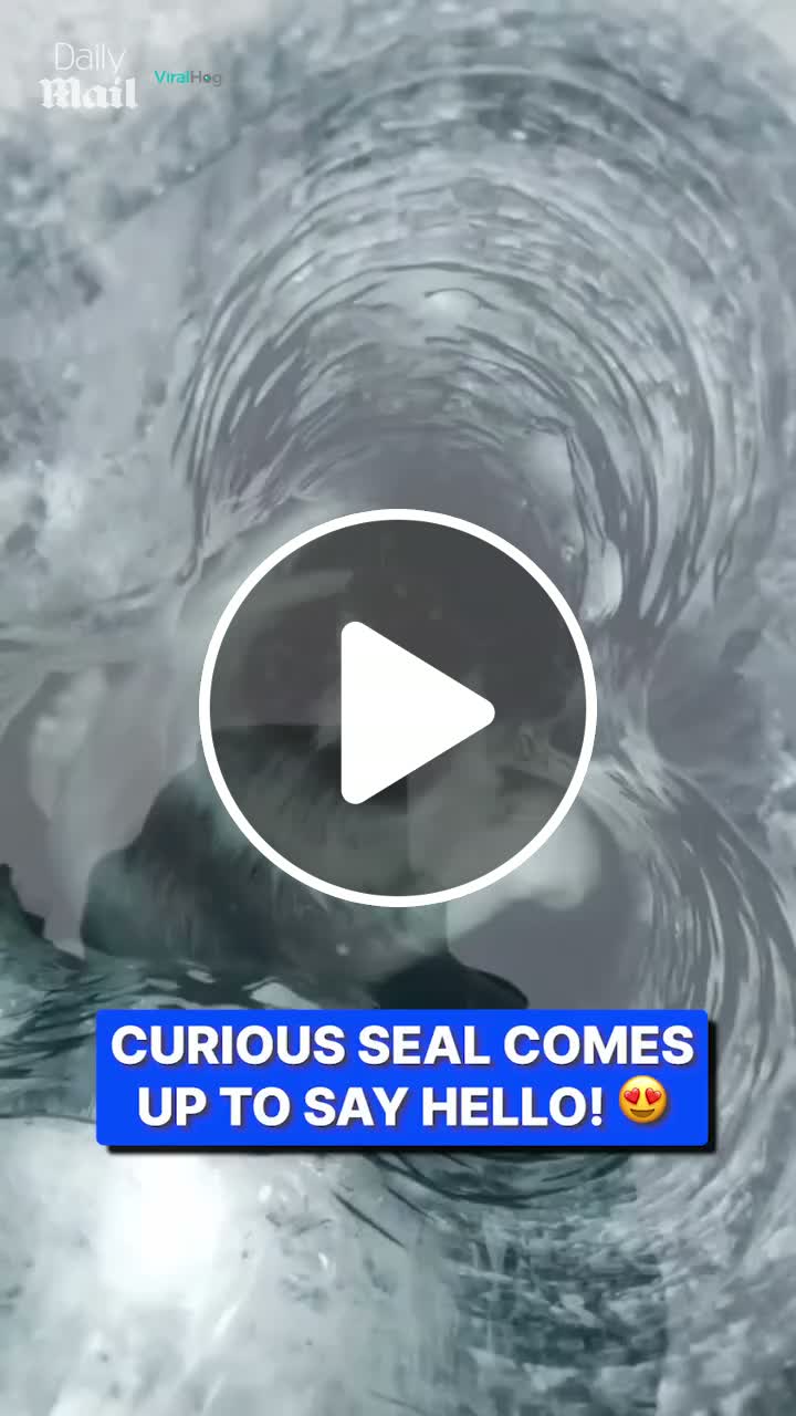 Seal peaks through ice hole to say hello - NewsBreak
