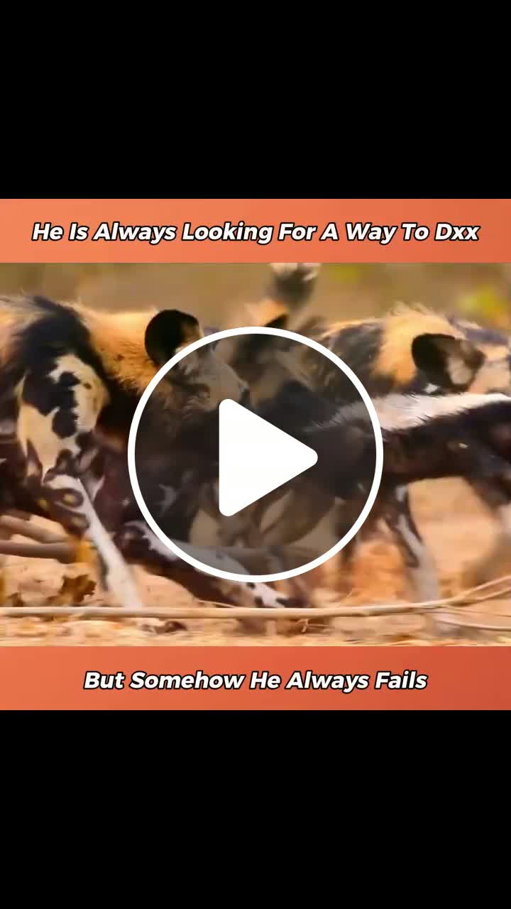 Survival for dummiescourse 101Presented by: The honey budger😅😅😅"Just ...