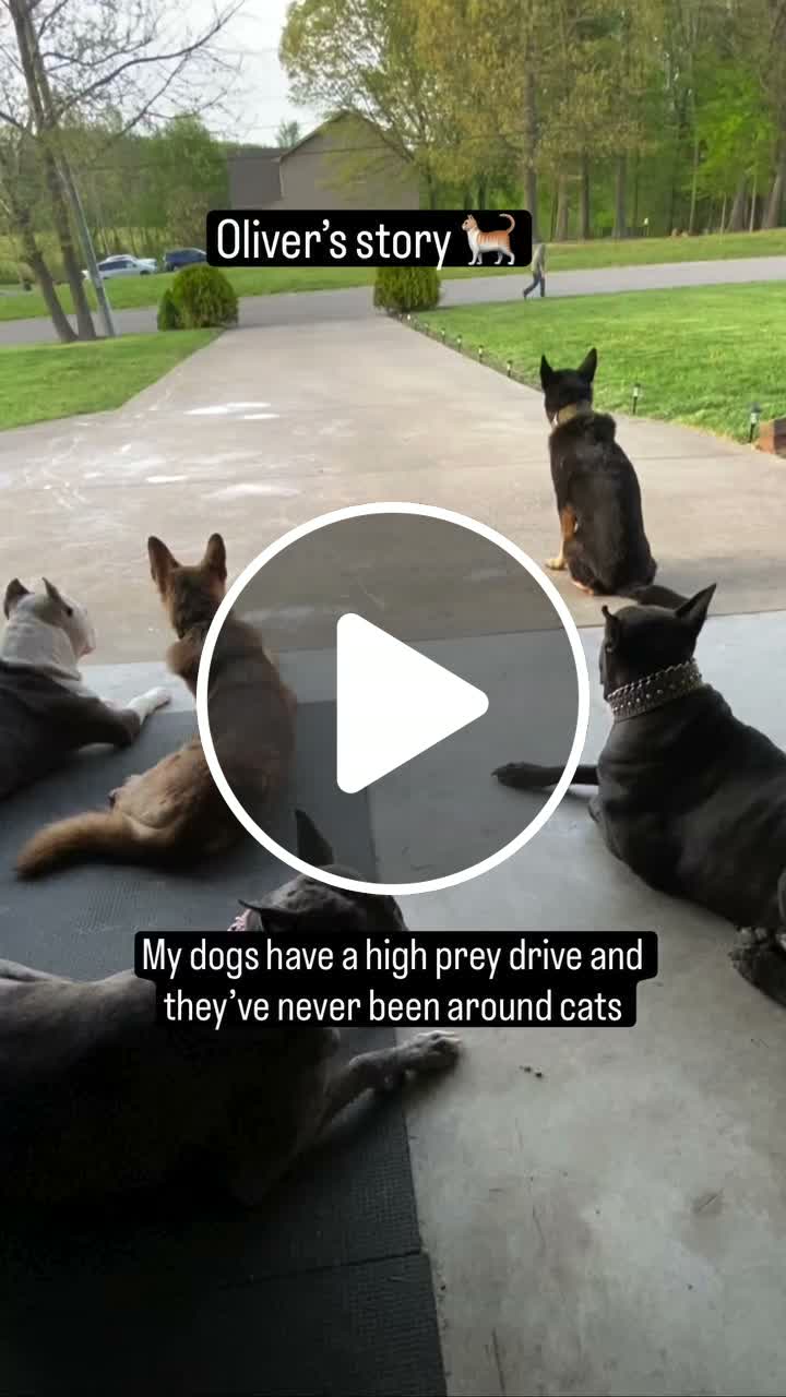 dog father Real life Oliver & company 🐈 🐶 - NewsBreak