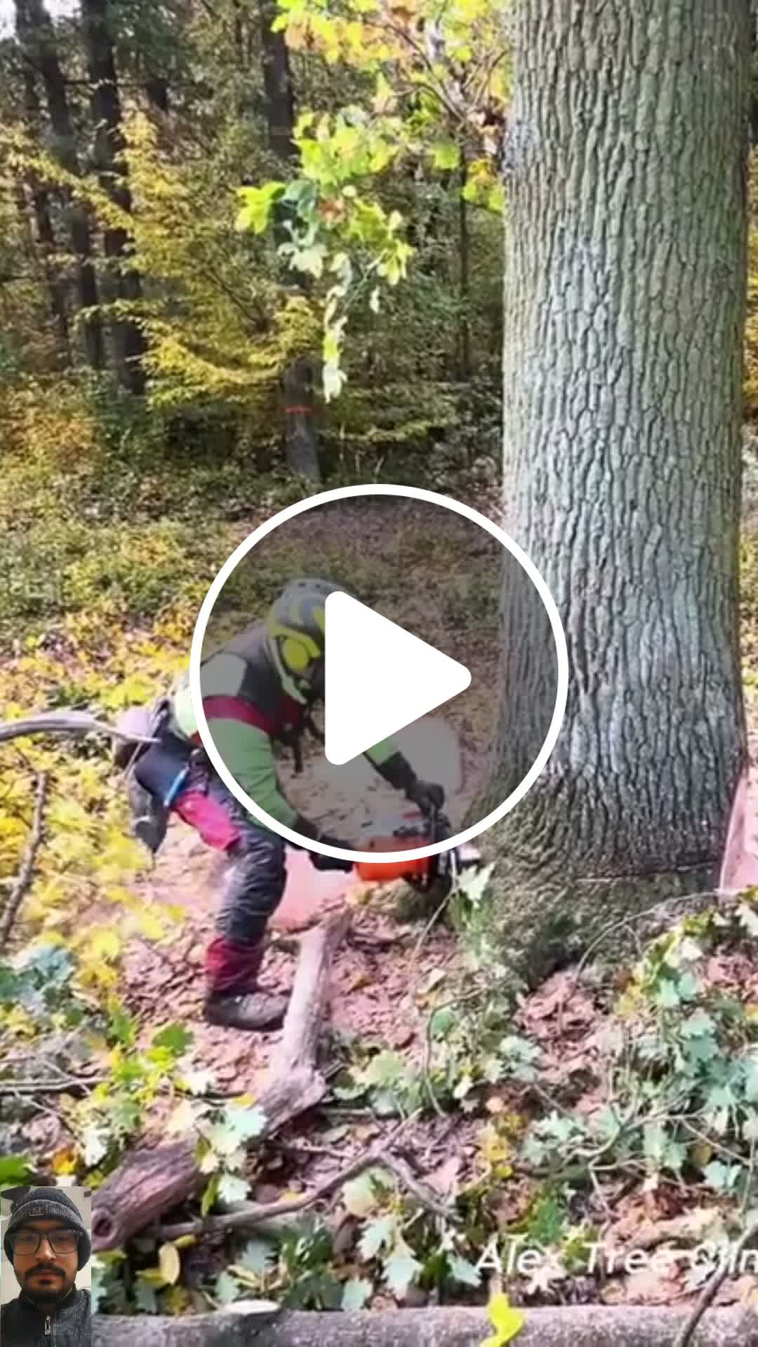 cutting tree#tree#wood#cutting#downtree#viral - NewsBreak