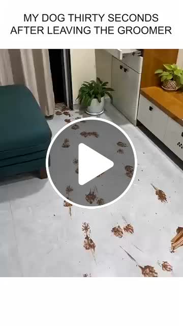 Husky Causes Muddy MESS In House! - NewsBreak