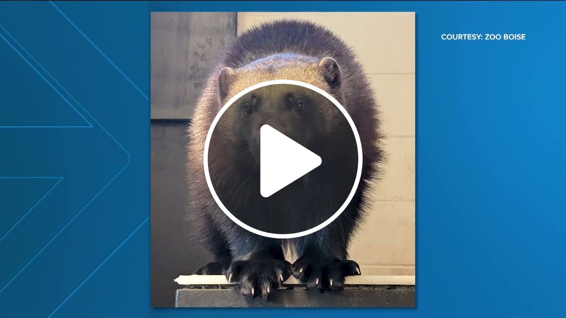 Zoo Boise adds rare Idaho predator to family - NewsBreak