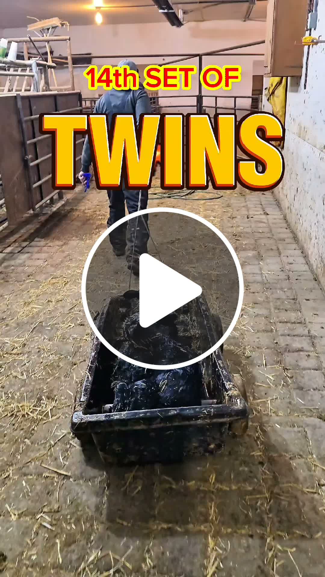 14th set of twins so far this year. Cows that have twins usually calve ...