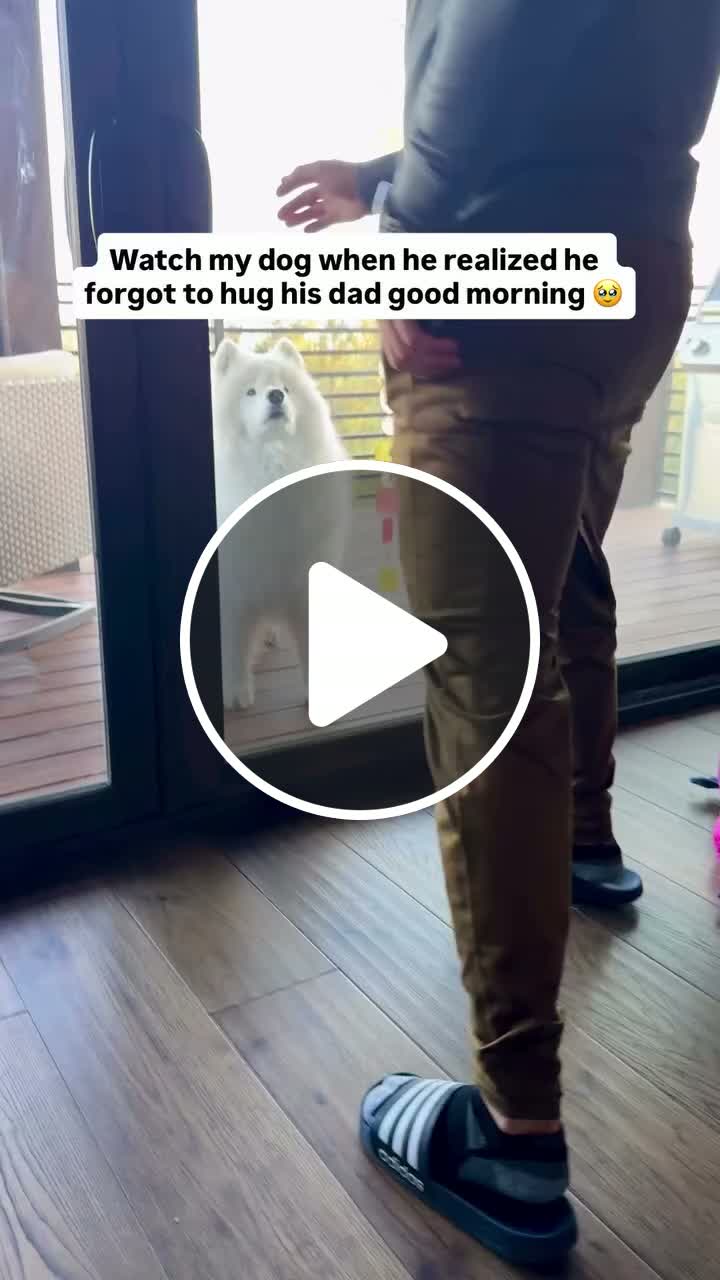 watch my dog when he realizes he forgot to hug his dad good morning ...