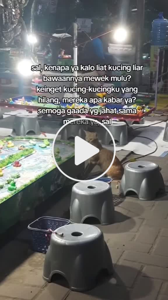 Siapa yang juga mewek kalo liat kucing liar Cr TT kucimku - NewsBreak