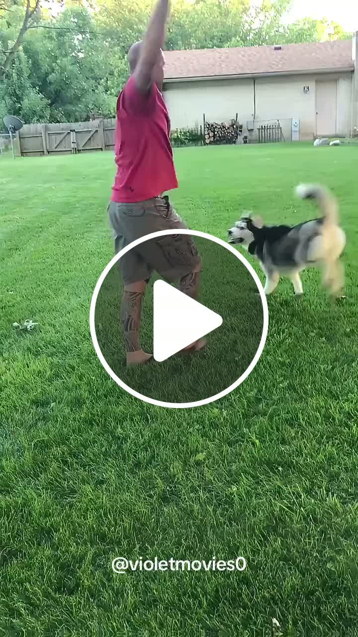 “My dog is somewhat smart, but not very…”😅#dumbdog #funnydog #dramatic ...