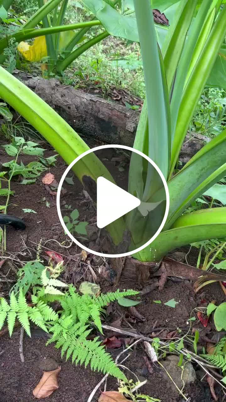 Trump Says His Administration Is Going to Revoke the Citizenship of Any ...