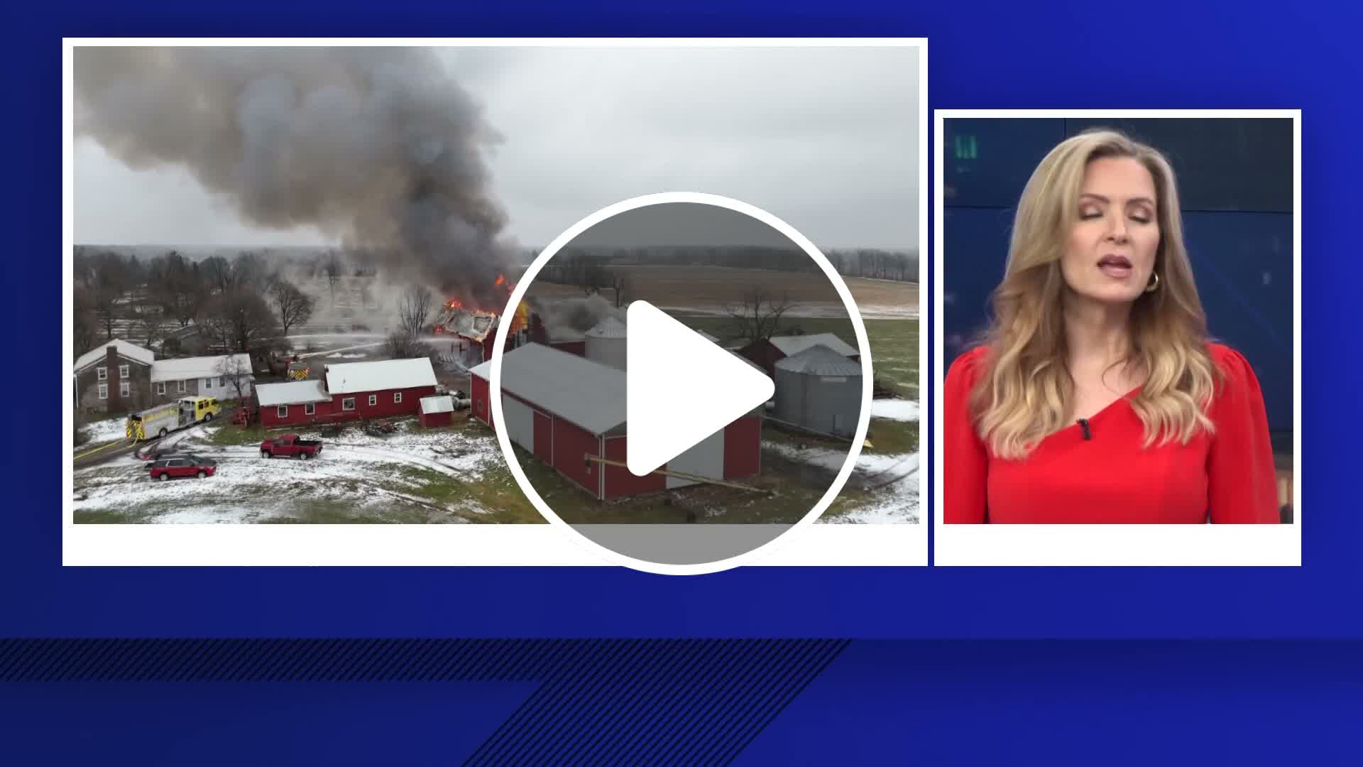 Police release bodycam video of officers rescuing cows from Lewiston ...