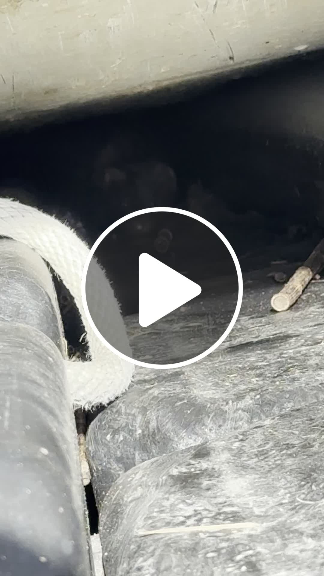 River mink I thinnnnk?? Anyways the fucker is blind as a bat - NewsBreak