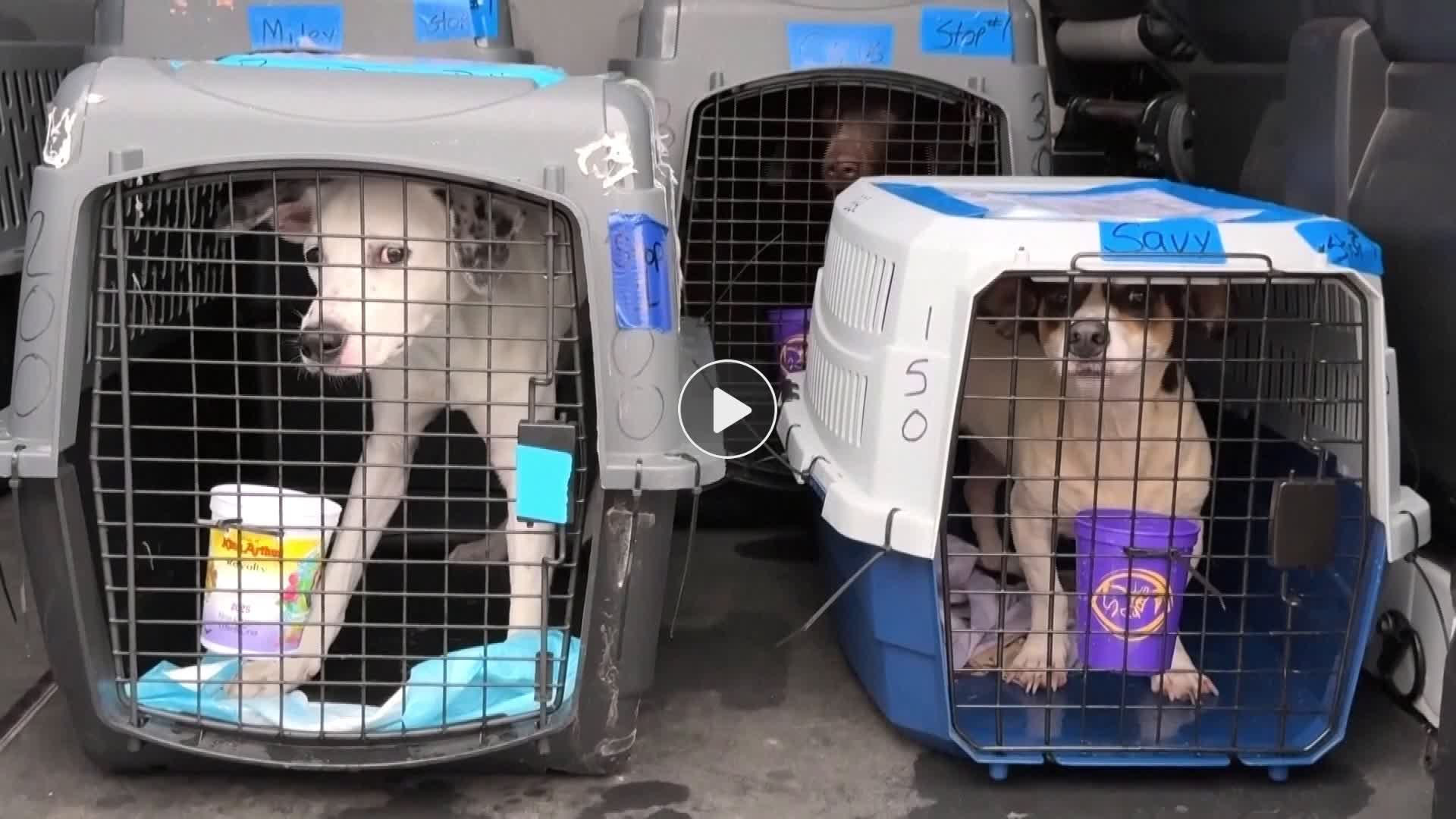 Homeless pets arrive in New Jersey to find fur-ever homes - NewsBreak