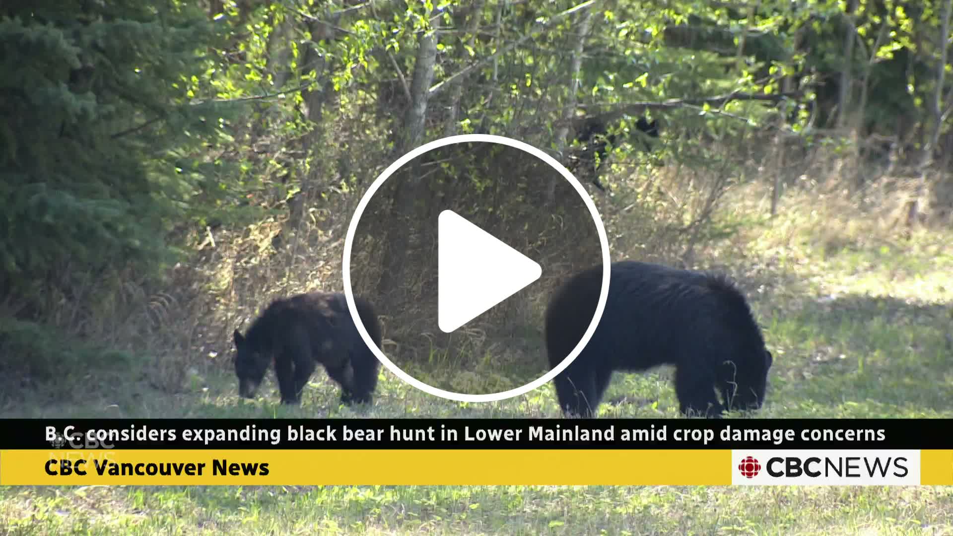 B.C. considers expanding black bear hunt in Lower Mainland amid crop ...