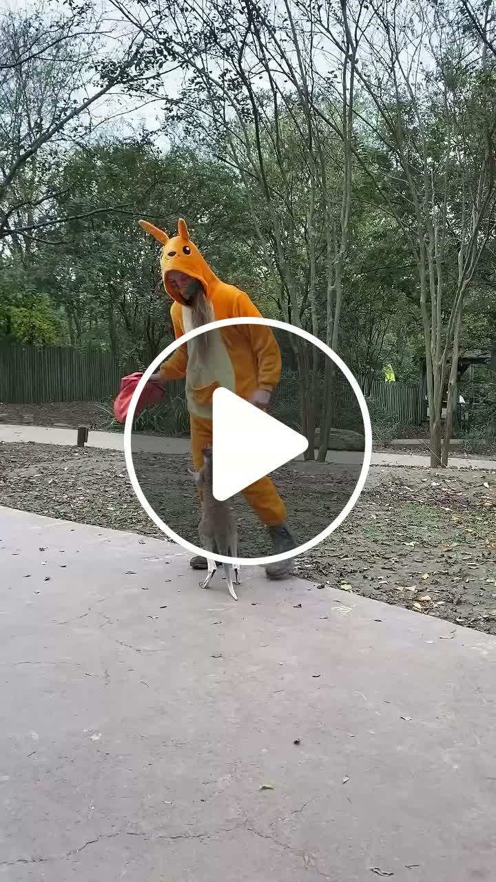 Baby kangaroo hops behind his animal caregiver - NewsBreak