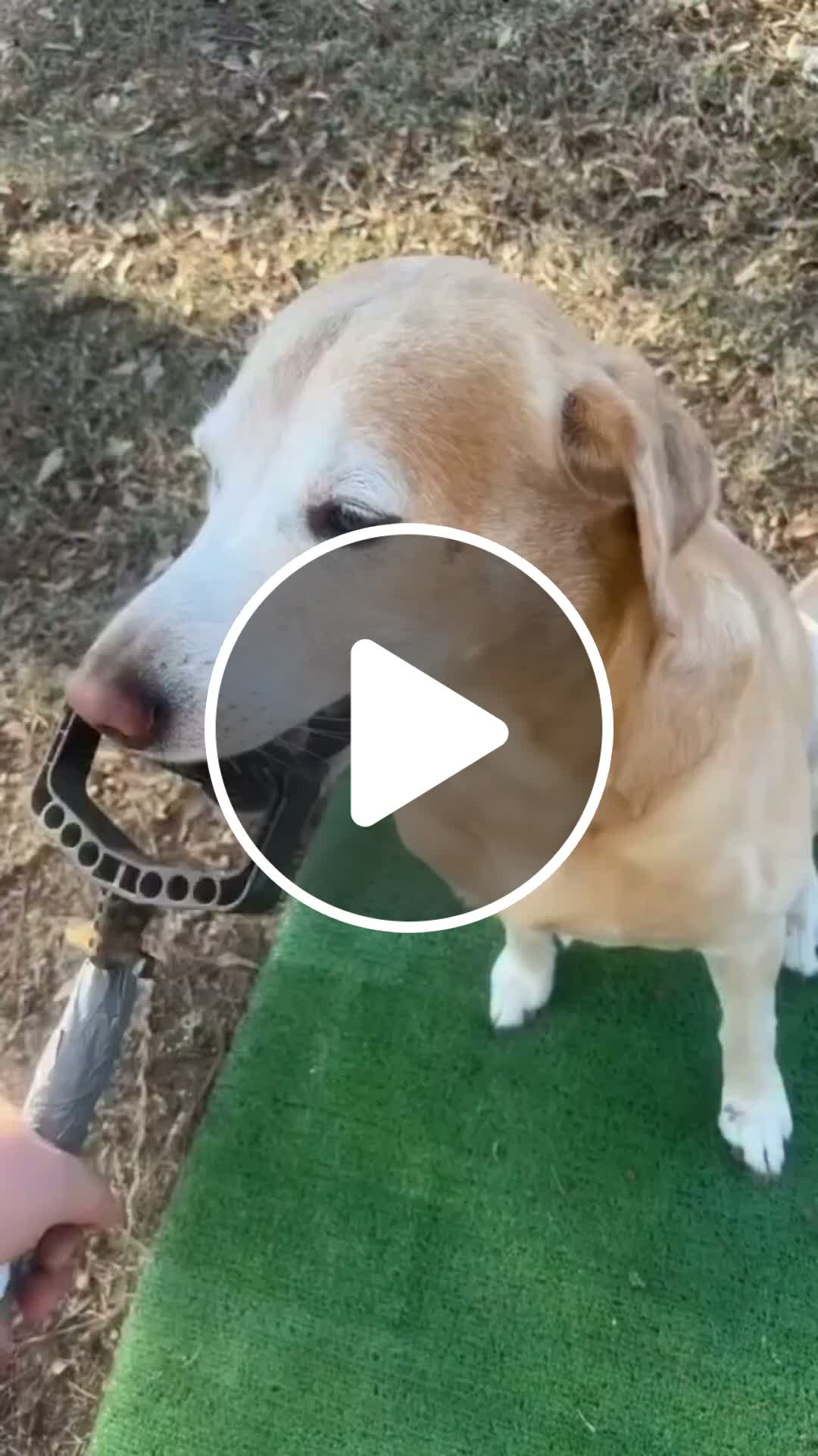 University of Houston's Pi Kappa Phi chapter closes following hazing ...