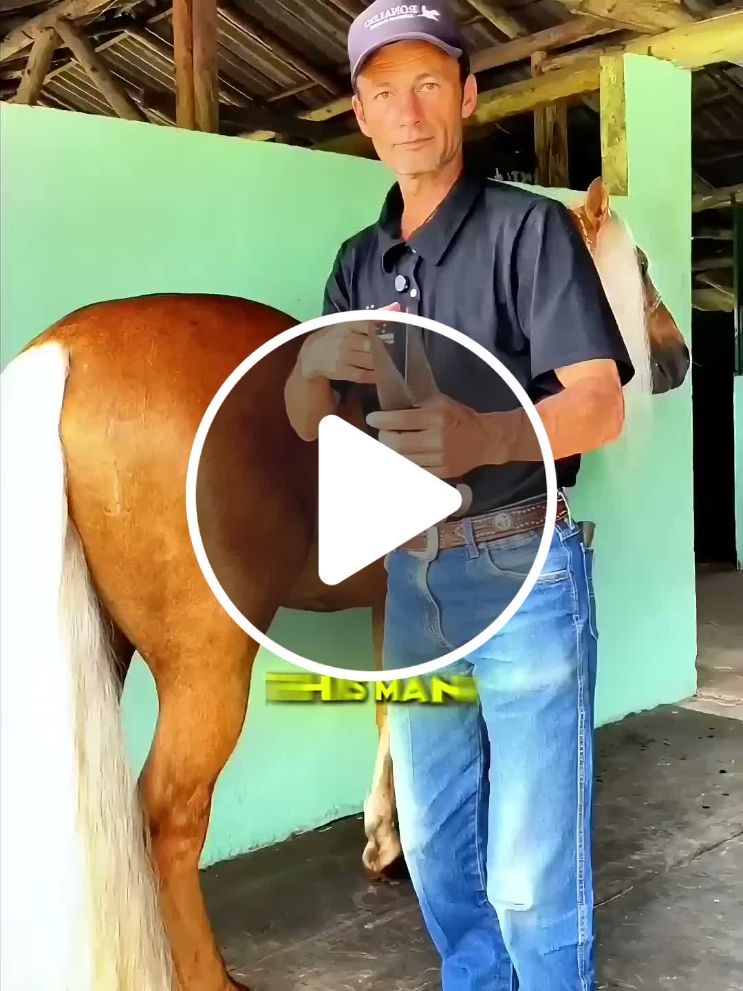 the most beautiful horse - NewsBreak