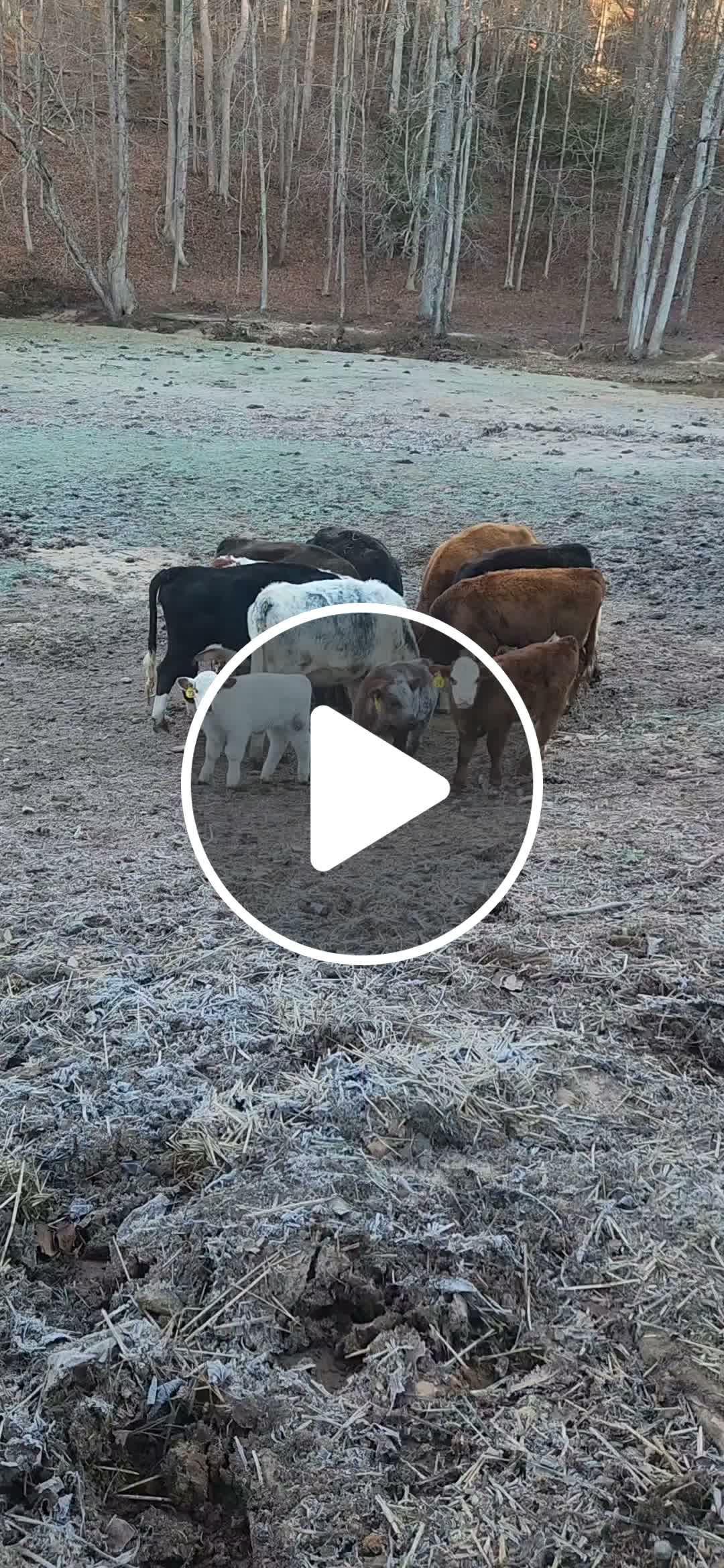 Three Shorthorn Plus steer calves under six weeks old 🐂🌱Follow for ...