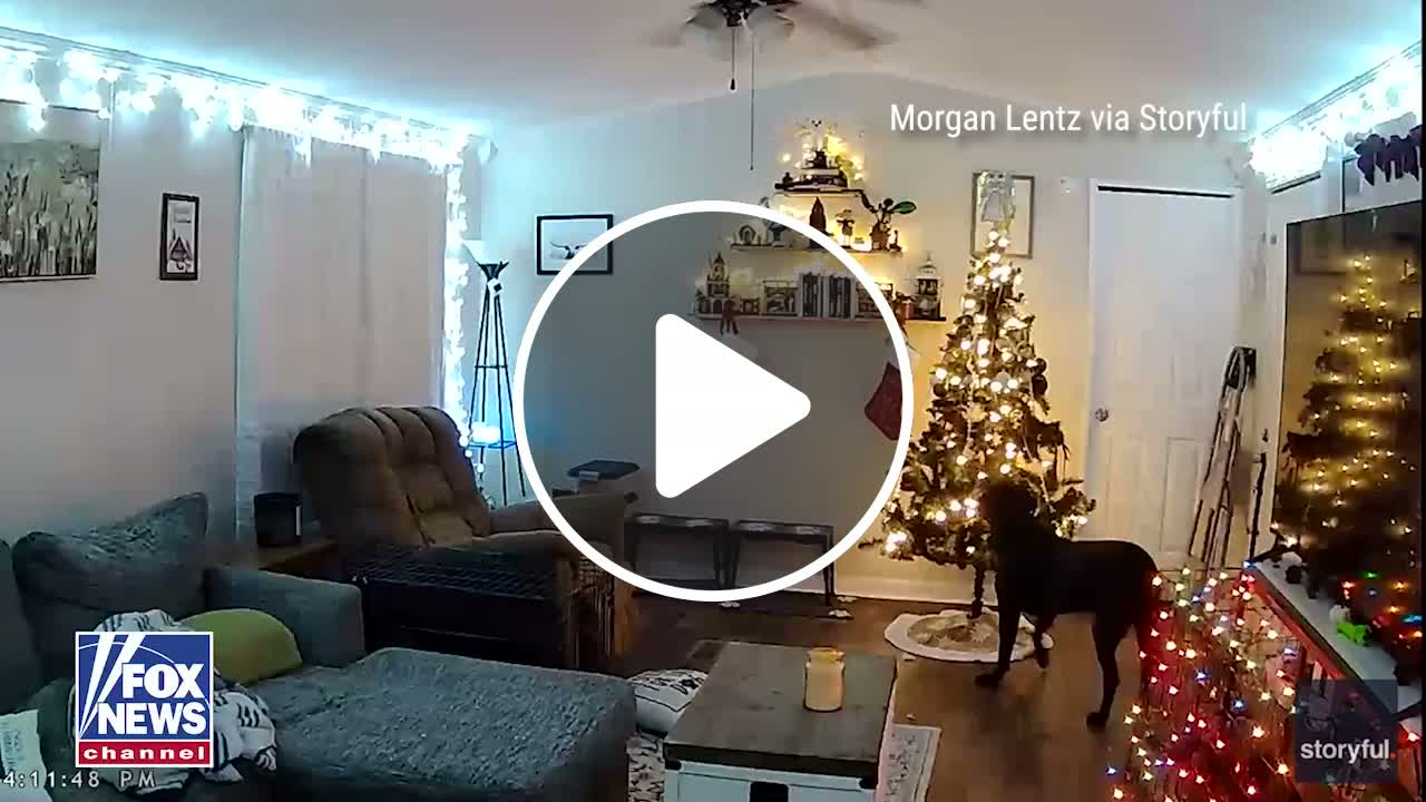 HOLIDAY MISCHIEF A playful Labrador may have landed on Santa s naughty ...