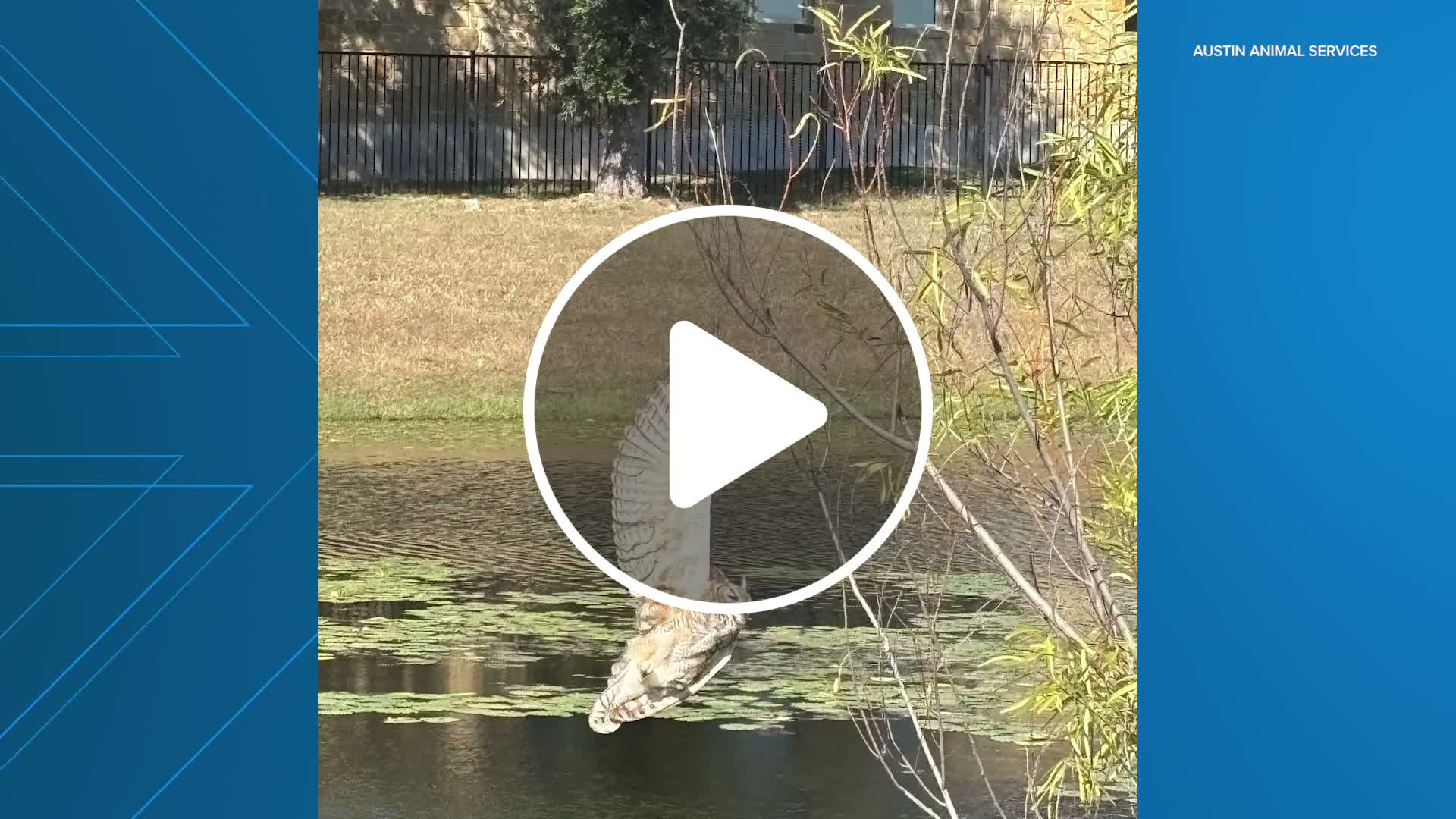 Austin Animal Services rescues Great Horned Owl caught in fishing line ...