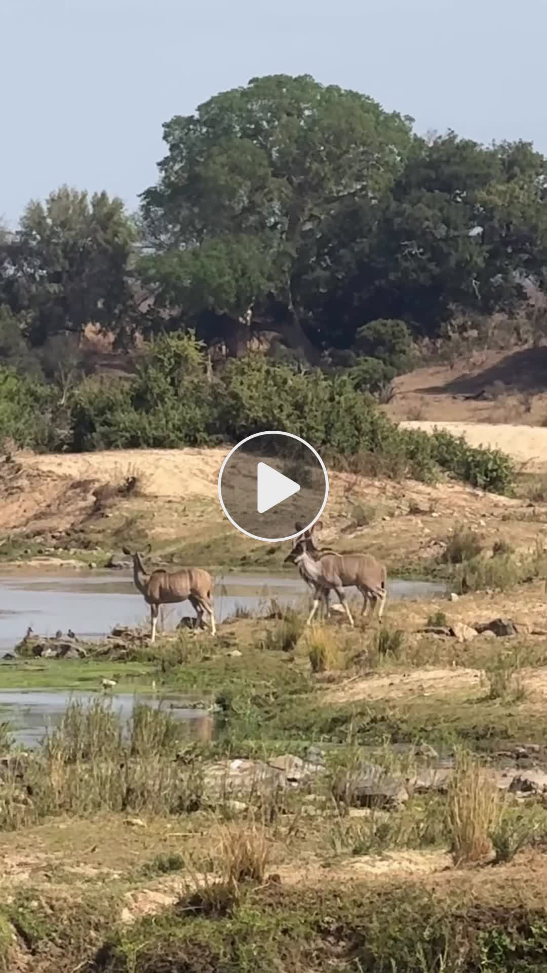 Kudu animals - NewsBreak