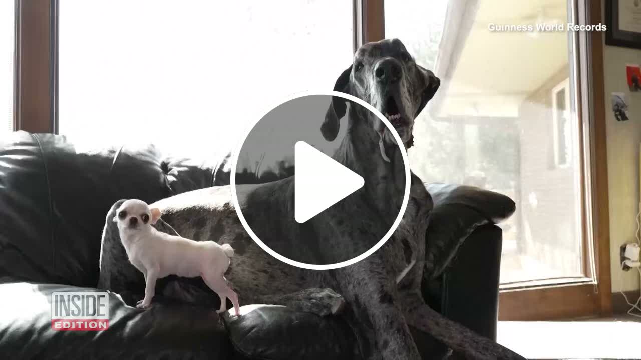 The worlds tallest and smallest dogs got together for a playdate ...