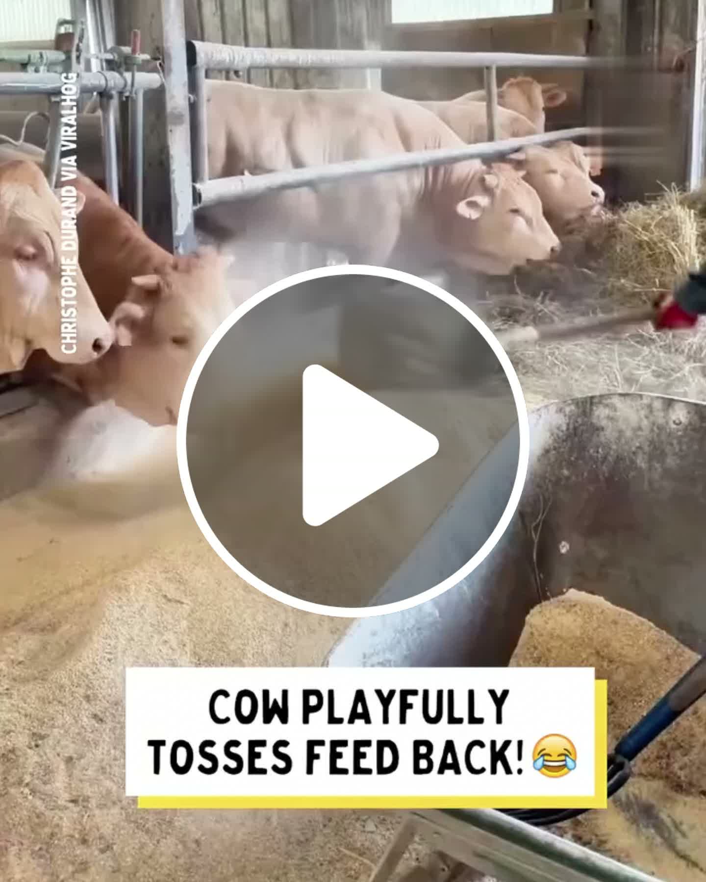 The way the cow kept flicking it back 😂😂 - NewsBreak