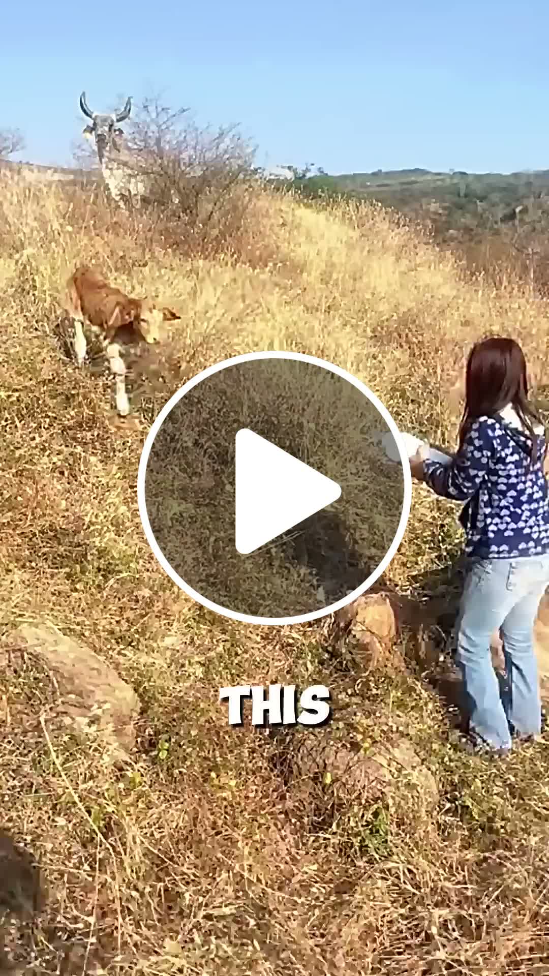 A pure moment of trust between a girl and a calf 🐄💖 #cow - NewsBreak