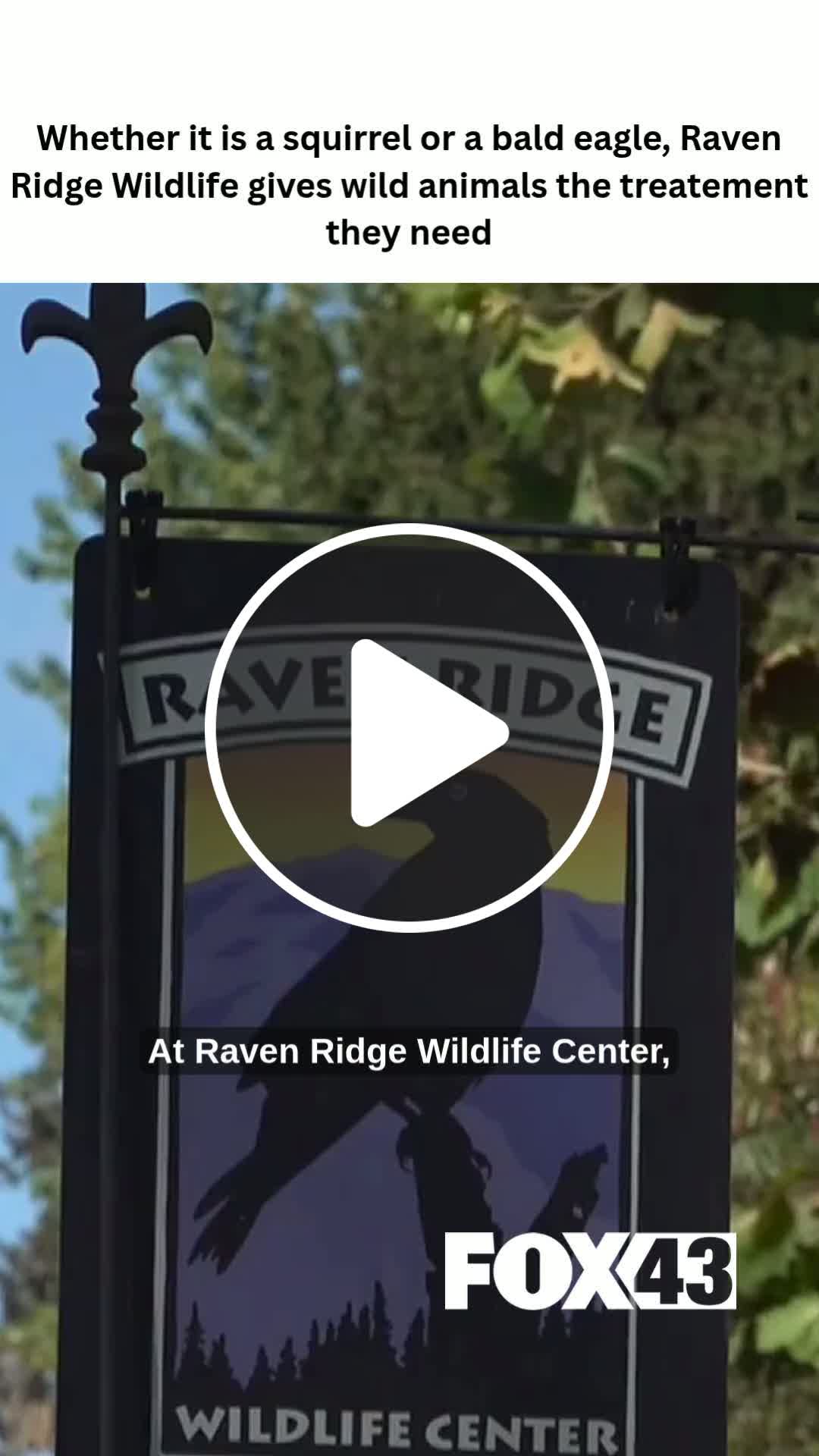 Raven Ridge Wildlife gives wild animals the second chance they deserve ...