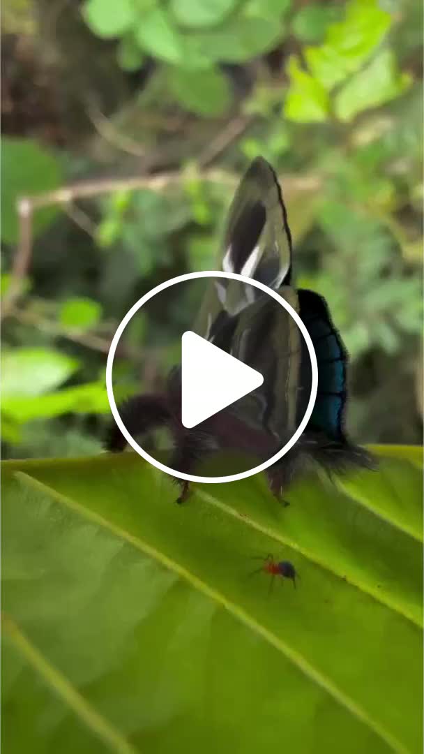 The distinctive features of the Ourocnemis renaldus butterfly 📹 ...