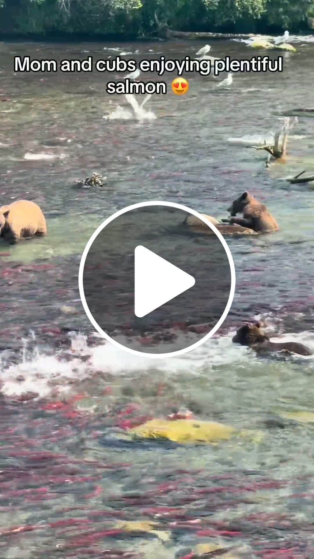 💥 Bears !! Bears!! Bears💥#WildlifeVideos#survival#skills#scary#animals# ...