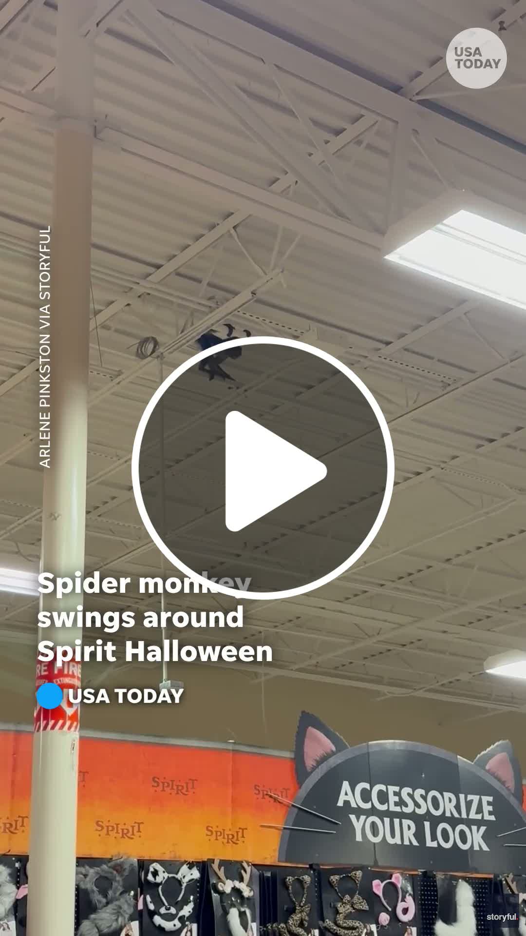 Watch as escaped pet spider monkey swings off rafters at Spirit ...