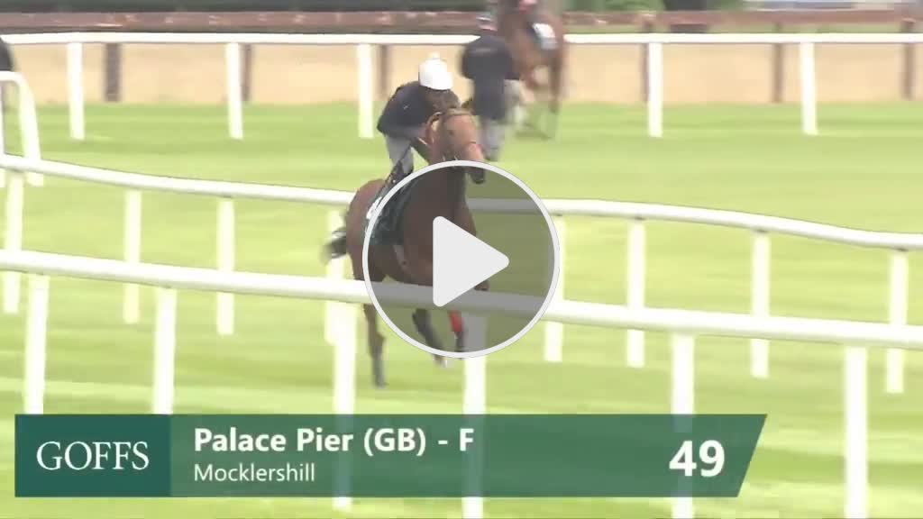 Ultimate Guide for Horse Lovers and Enthusiasts - NewsBreak