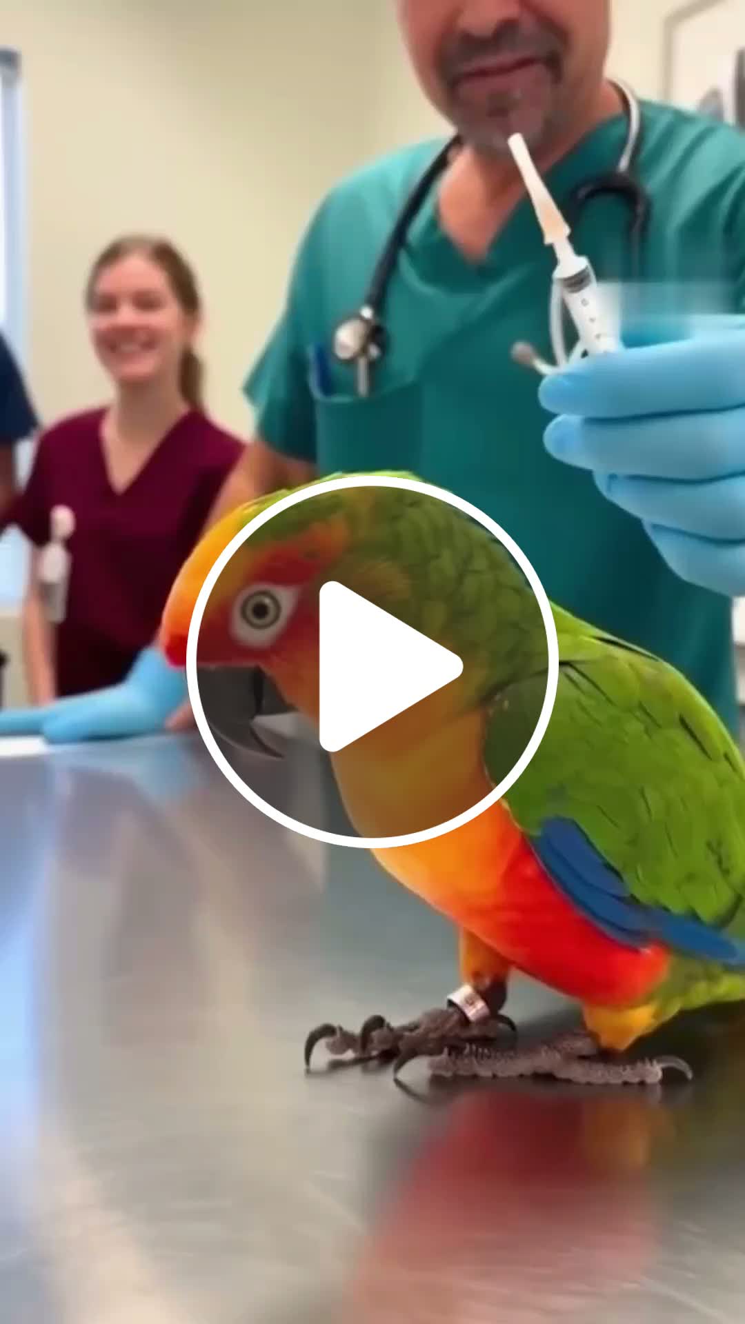 Larry the Parrot Roasts the Vet — Funniest Check-Up Ever! 🦜😂💉 - NewsBreak