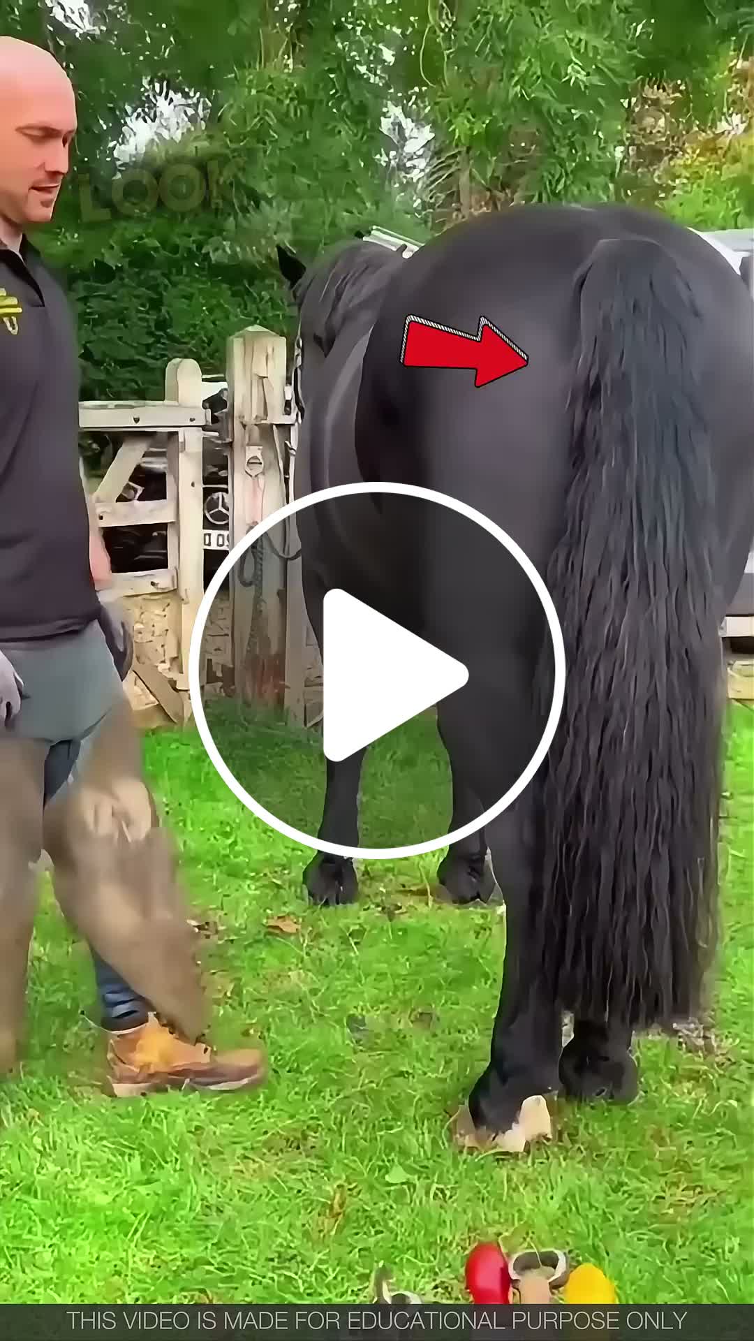 He Helped His Horse Walk Again and Got a Big Surprise - NewsBreak