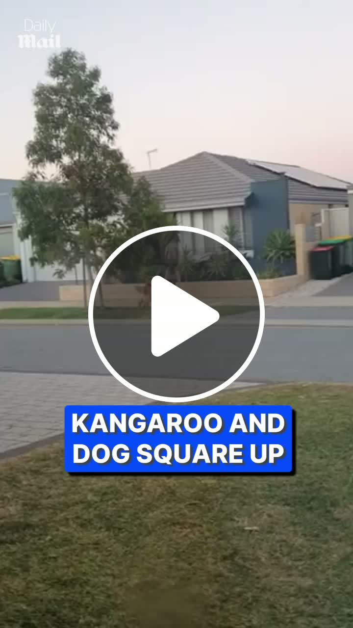 Kangaroo and dog face off - NewsBreak