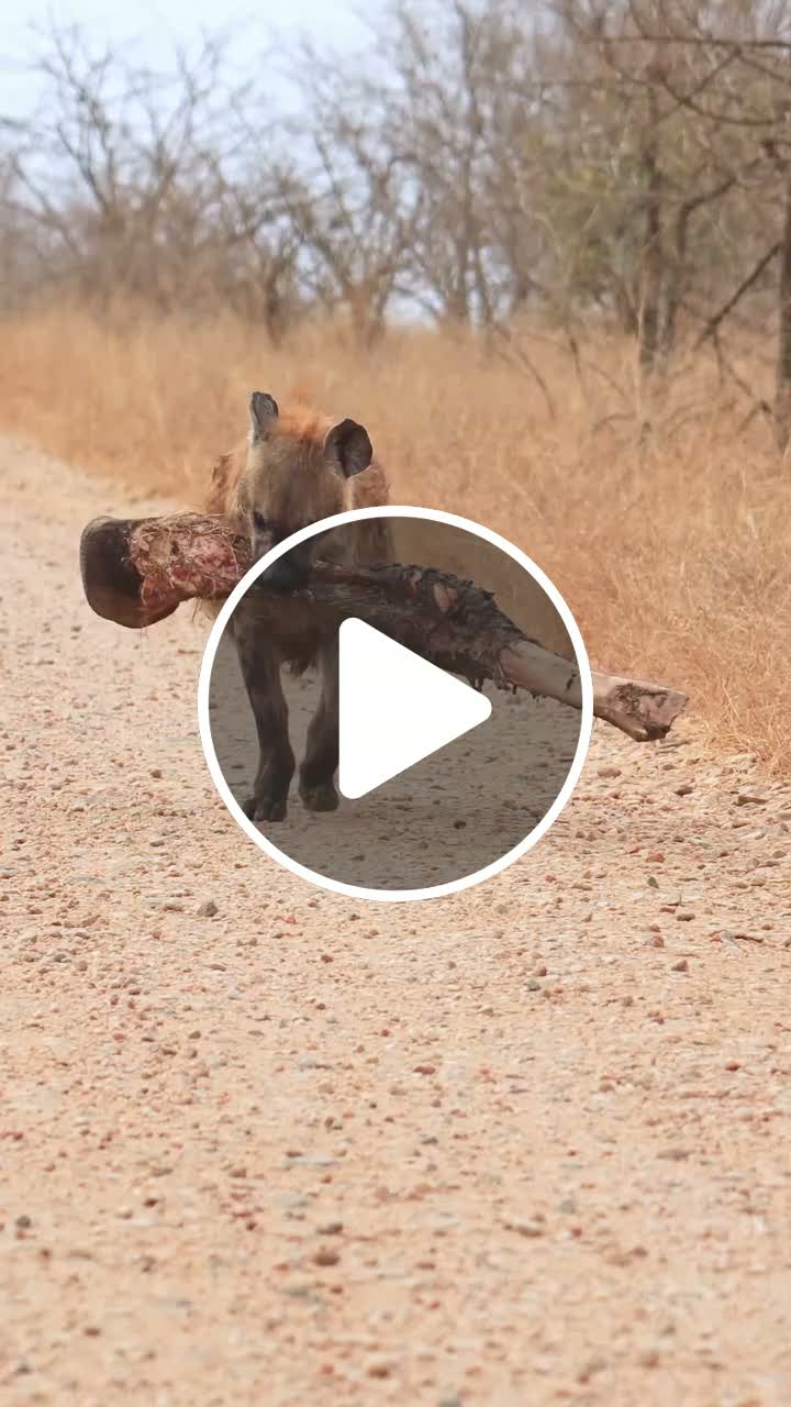 #Safari #nature #wildlife #tour #amazing - NewsBreak