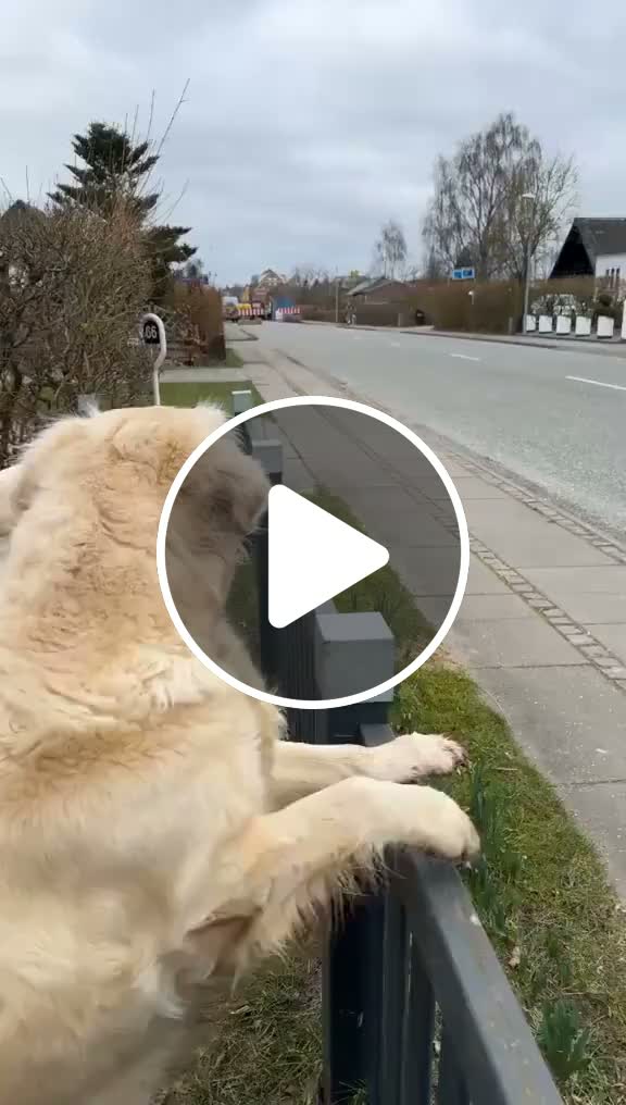The excitement when they see their best friend.. 😊 - NewsBreak