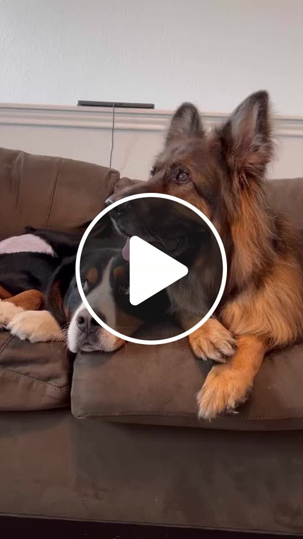 My dogs worst nightmare came true 1 year ago today🤣we love you Grim ...