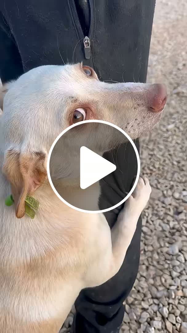 Dog Refuses To Let His Rescuer Leave ️🐶 - NewsBreak
