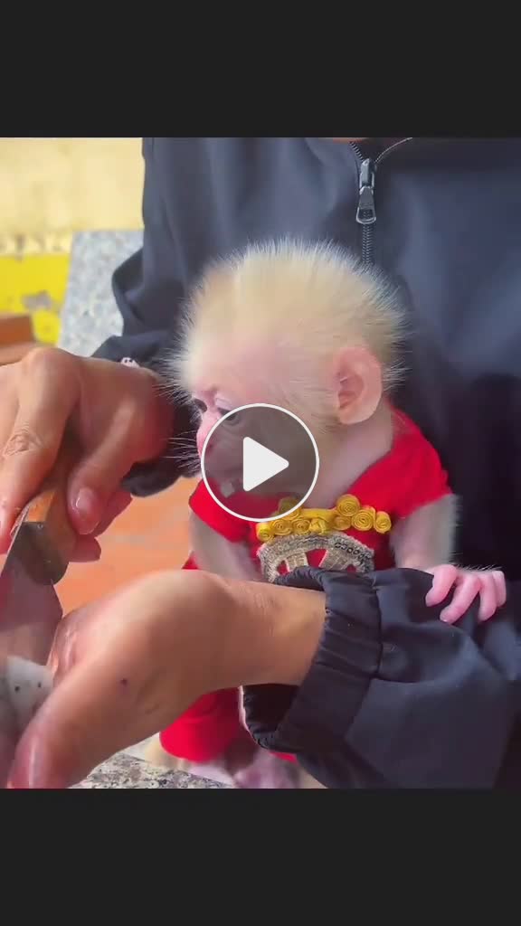 Monkey Baby 🐒 Feeding created by Baby Monkey Family with Baby Monkey ...