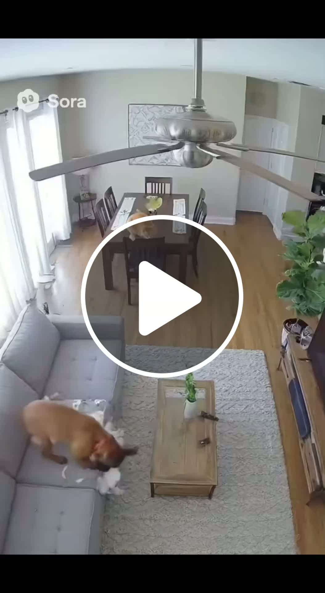 Home alone pets edition cats and dogs #meme #catlover - NewsBreak