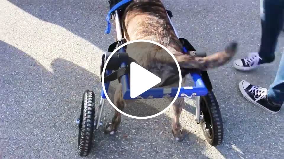 Meet Lola! Lola came in for a wheelchair fitting yesterday, and we fell ...