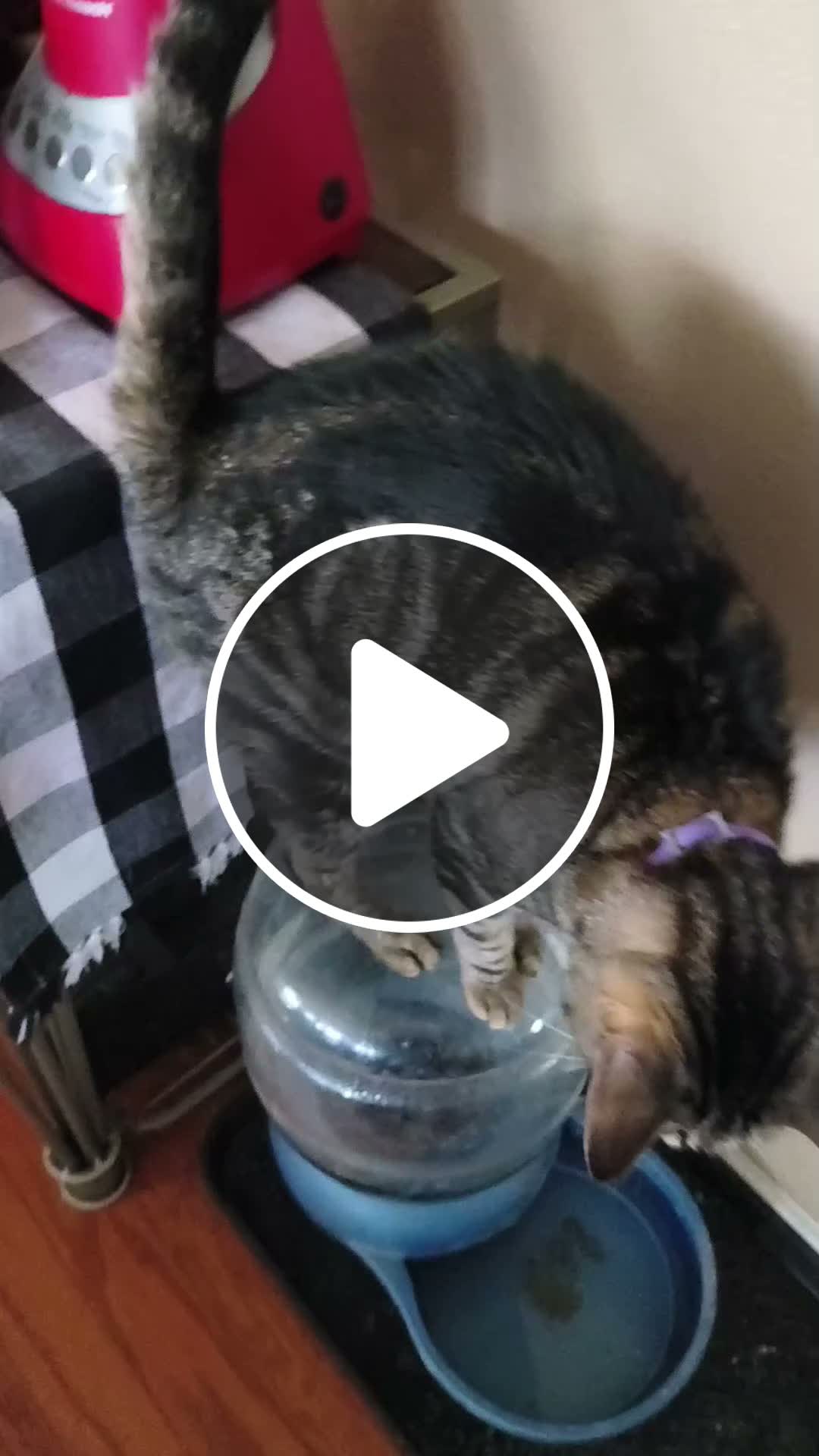 All i wanna do is clean the water dish cause bronze knocked his food ...