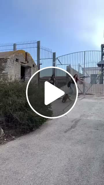 she will never visit monkey park again, wait for her reaction 🤯 - NewsBreak