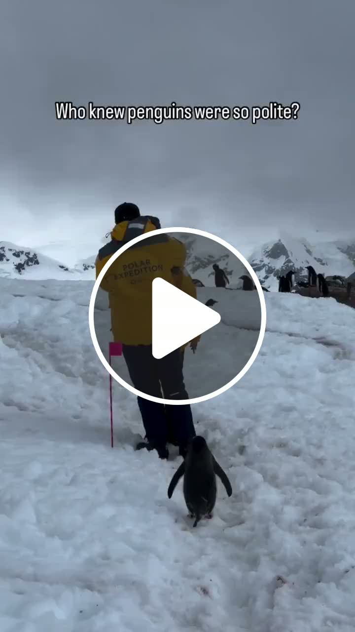 A very polite penguin meets a human and waits for him to move away so ...