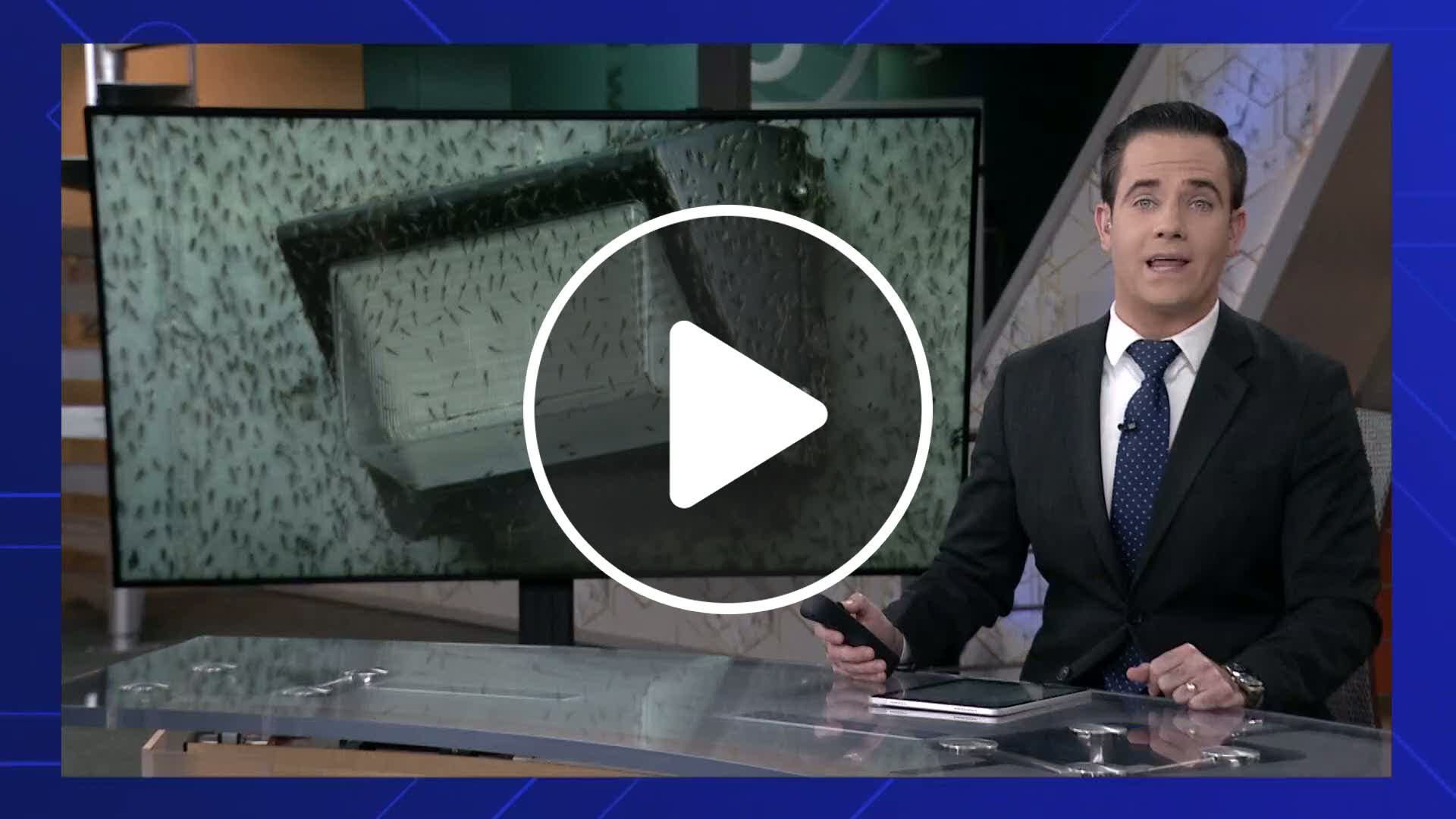 Midges seen swarming near Lake Erie - NewsBreak