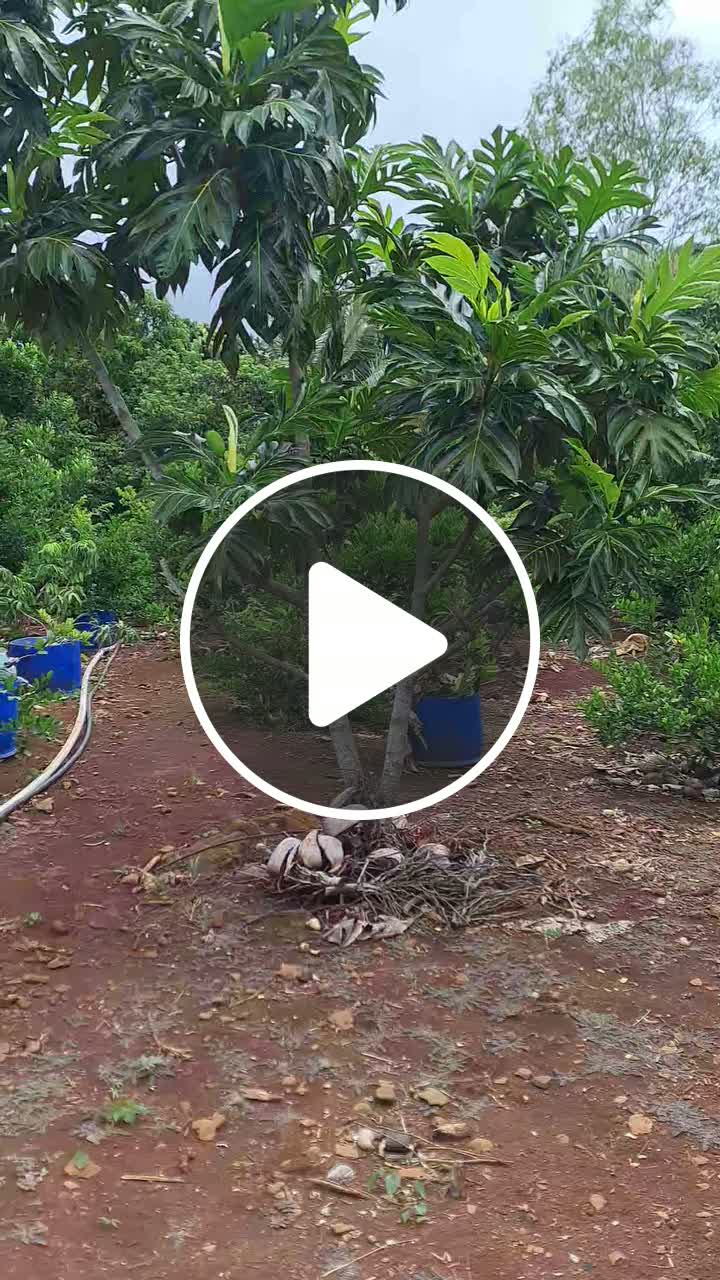 Donald Trump Targets Kennedy Family Hours After Tatiana Schlossberg’s ...