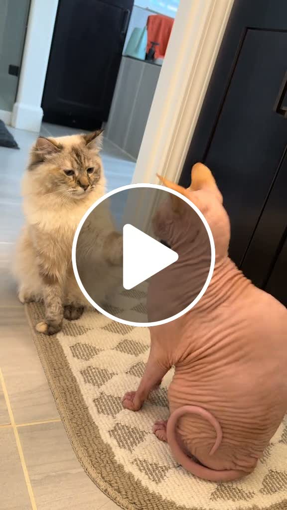 Where are your clothes at #voiceover #funnymoments #comedy #funny # ...