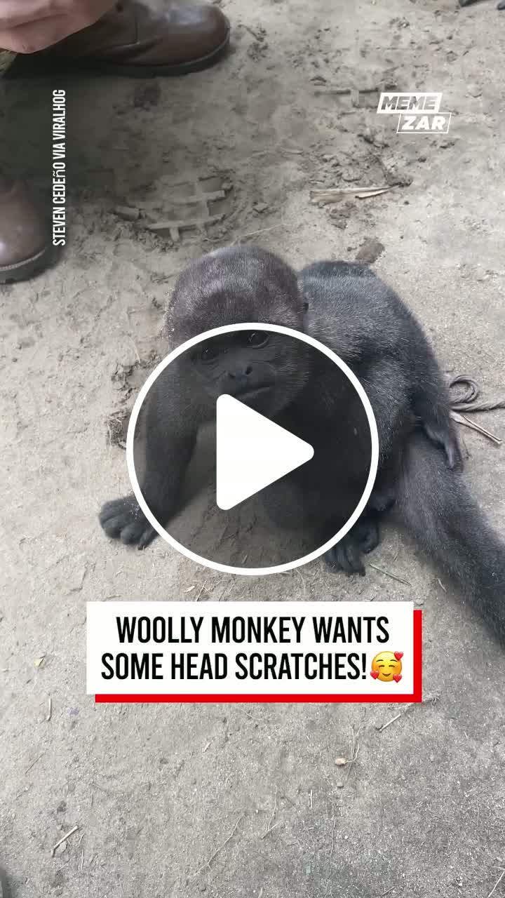 The Most Smartest and Cutest Monkey🙉🙉😍😍 - NewsBreak