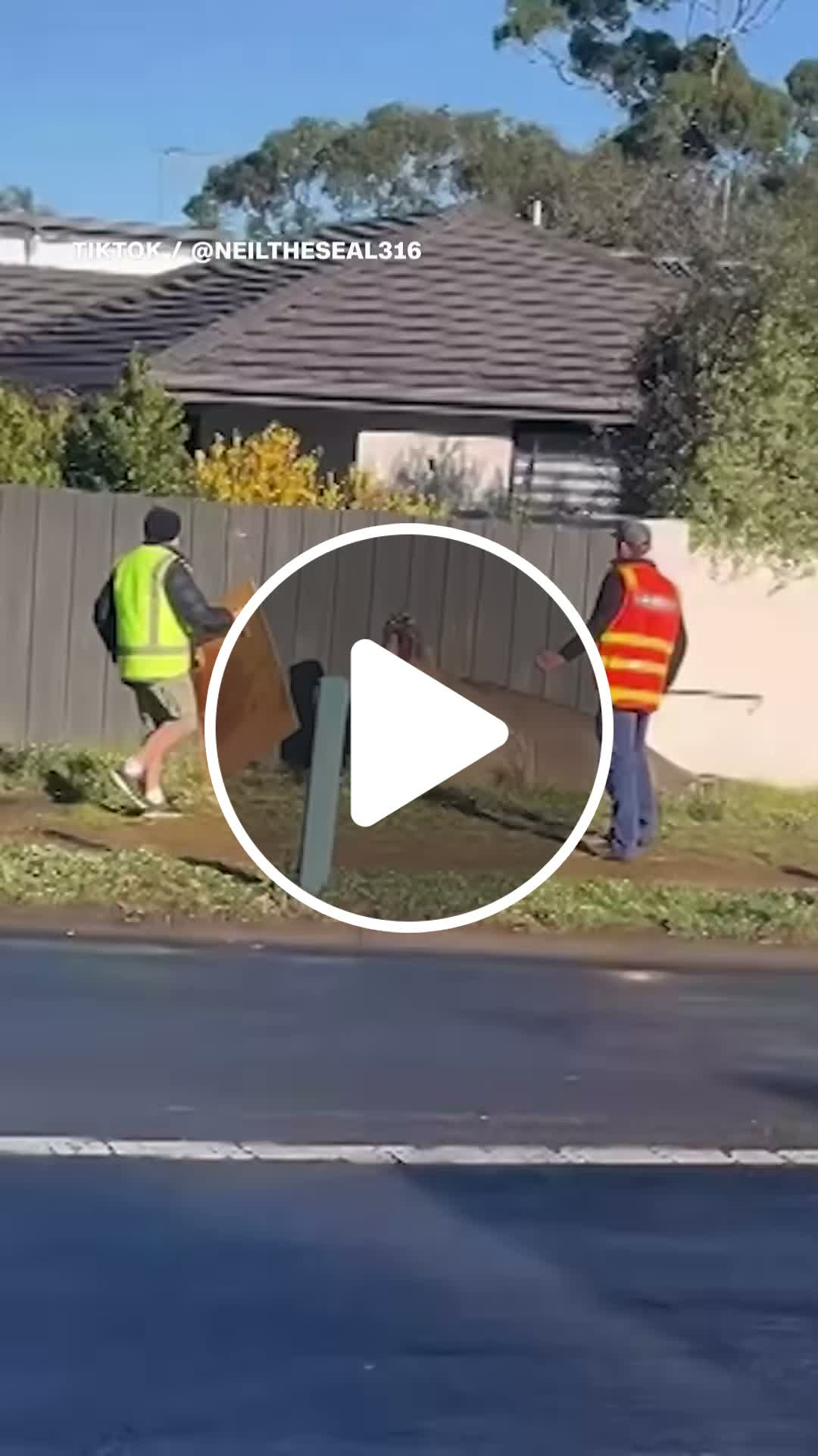 'Neil the Seal' takes over Tasmanian towns - NewsBreak