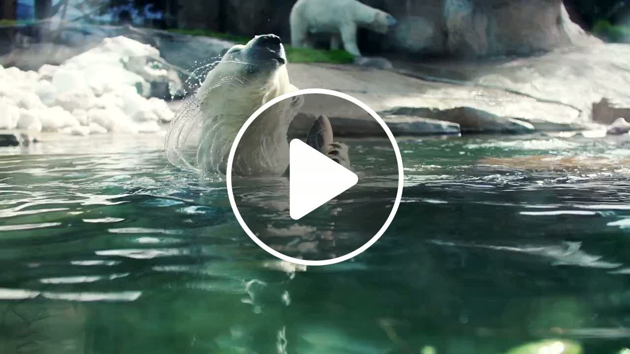 Don’t Miss This Incredible Look at How Polar Bears Hunt for Fish ...